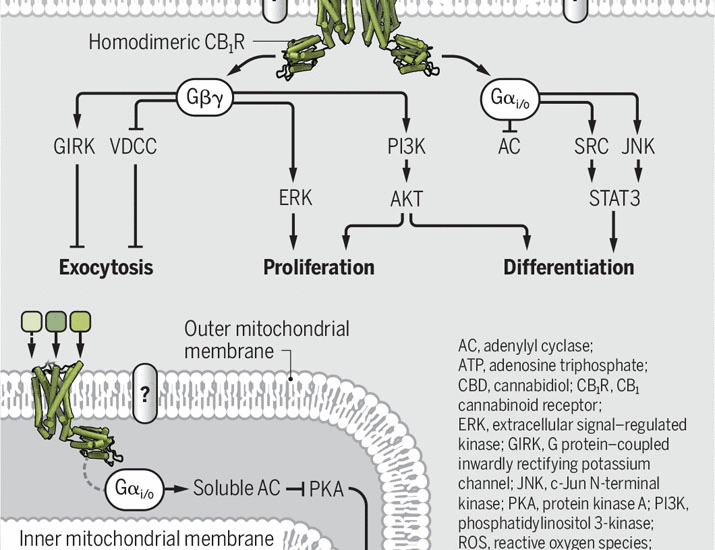 Biological basis of cannabinoid medicinesBiological basis of ...