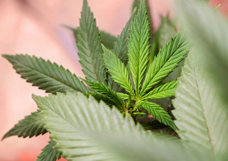 FDA Cannabis Warning Letters – Association of Food and Drug Officials