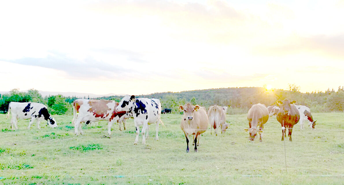 The Covid ag boom – Association of Food and Drug Officials