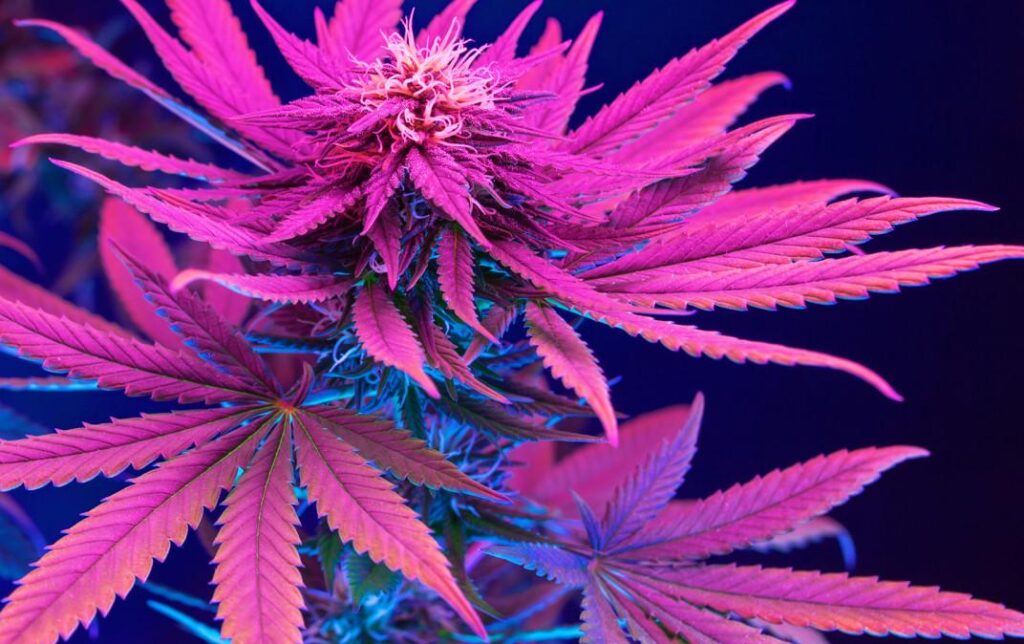 Cannabis Quality Management System Training – Association of Food and ...