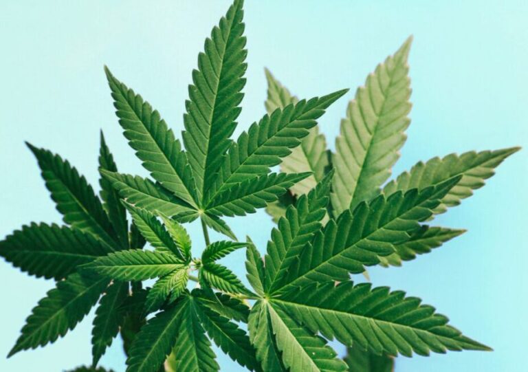Delta-8 THC: Experts Warn That Not All Cannabis Alternatives Are Safe ...